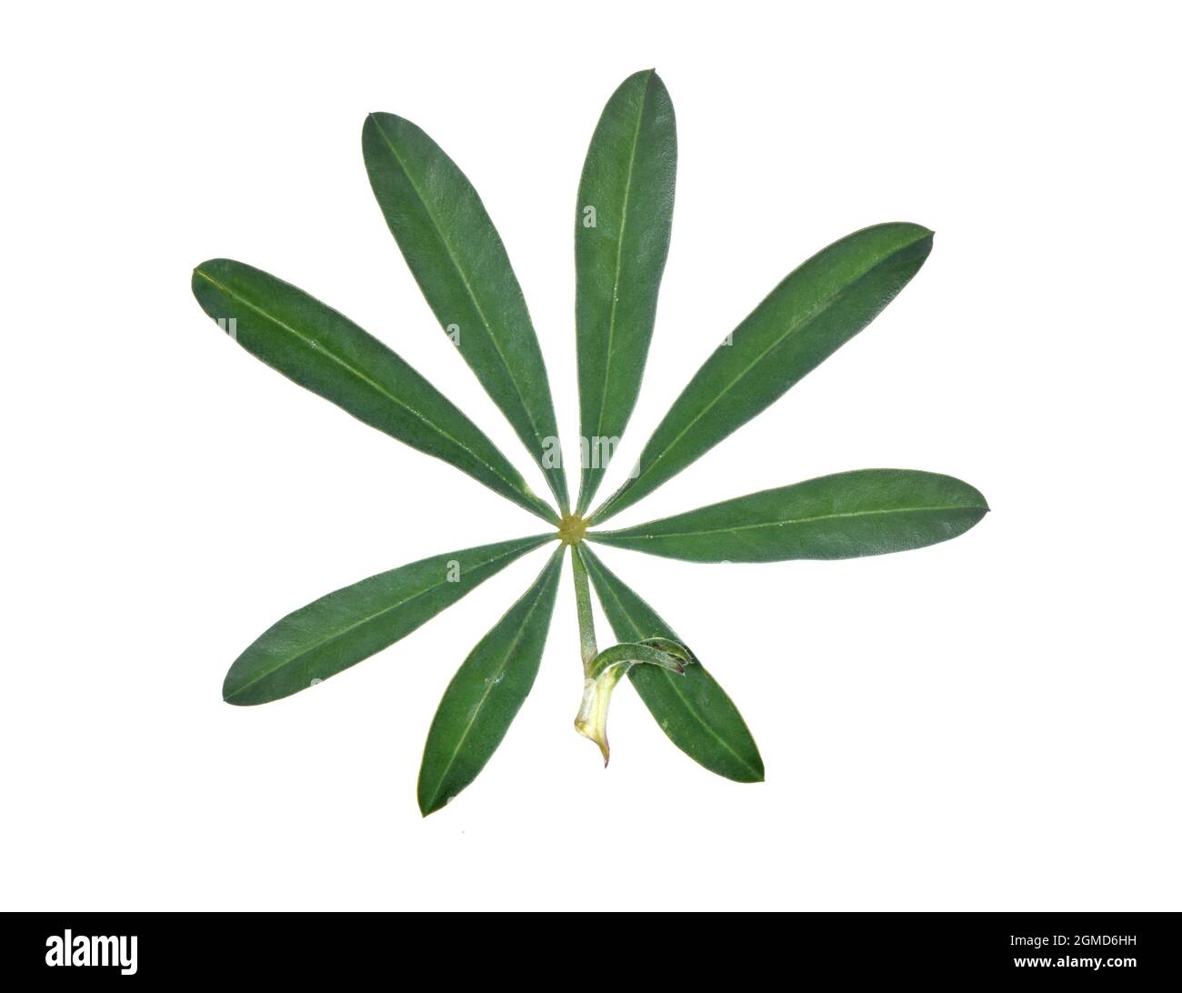 Tree Lupin - Lupinus arboreus Stock Photo - Alamy