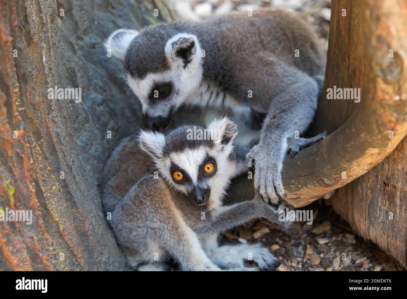 Madagascar Movie Baby Lemur