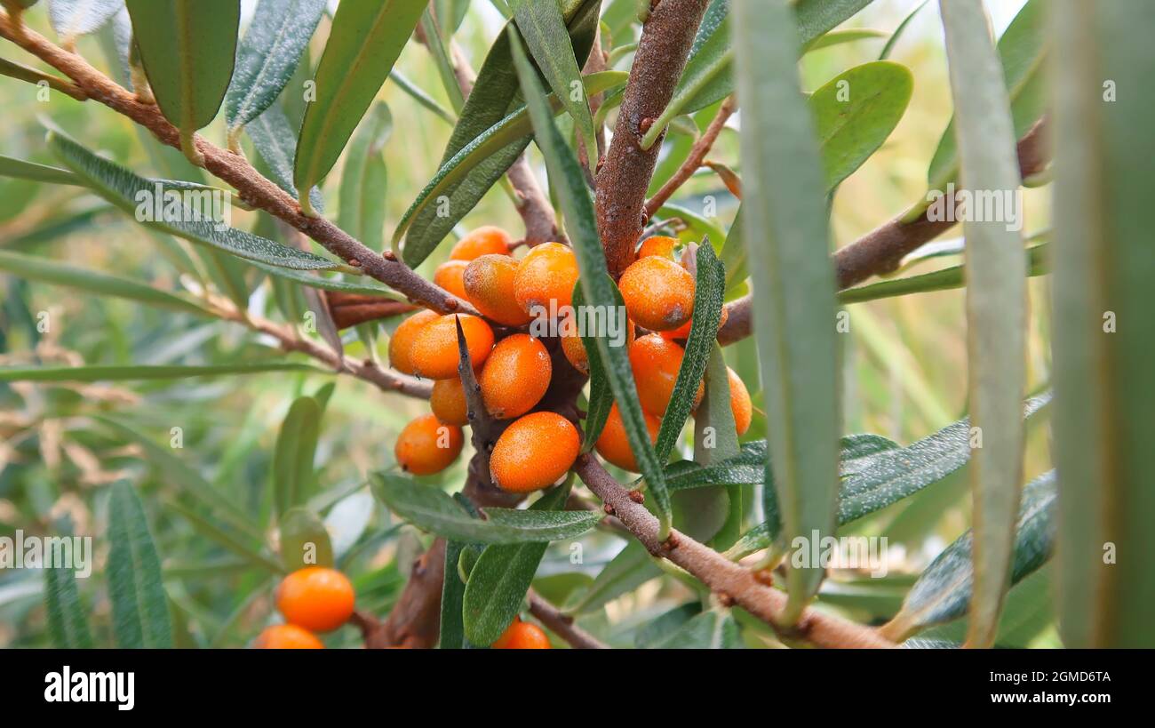 branch of orange buckthorn berries Stock Photo - Alamy