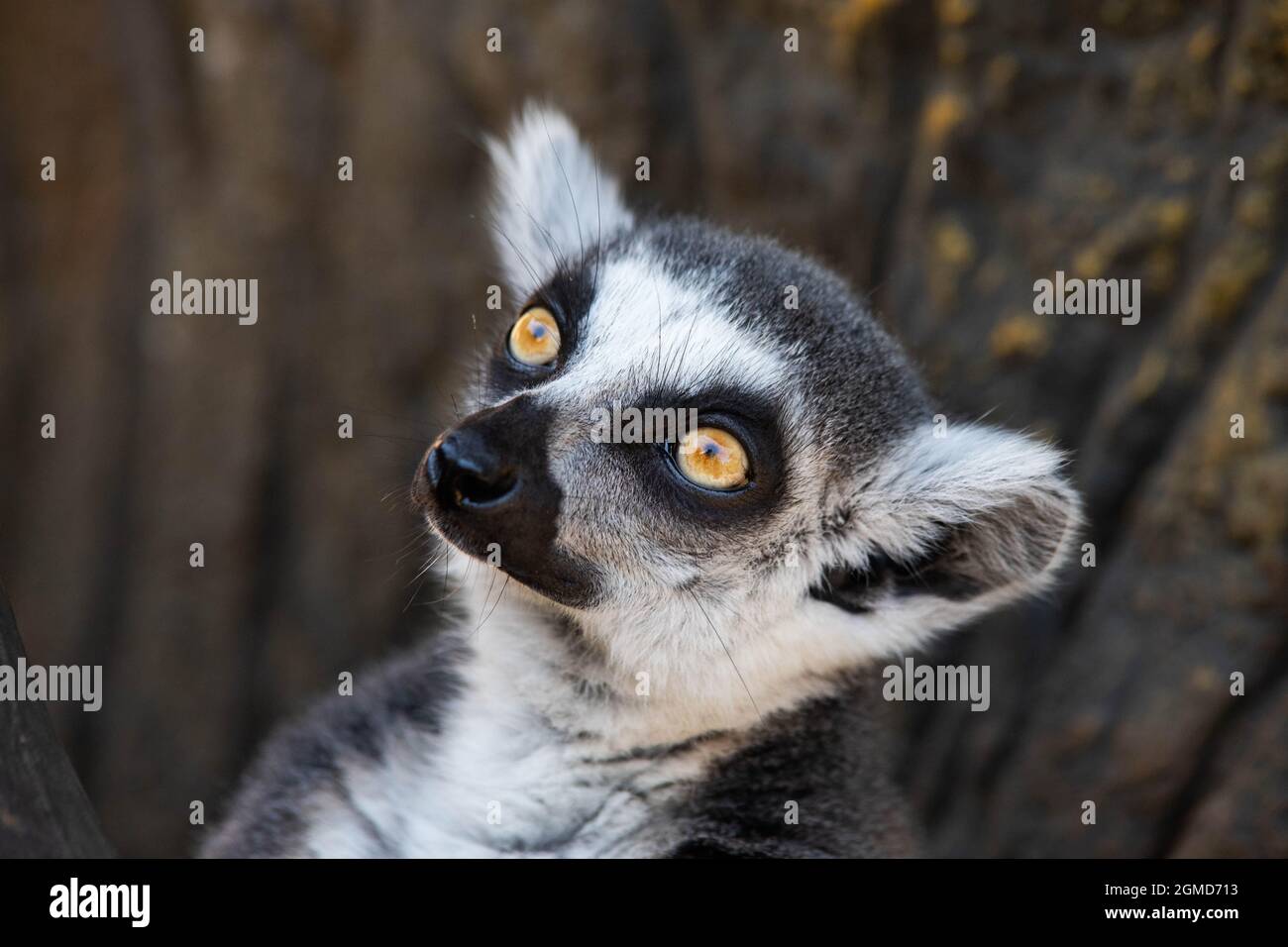 Madagascar lemur with yellow eyes close up Stock Photo - Alamy