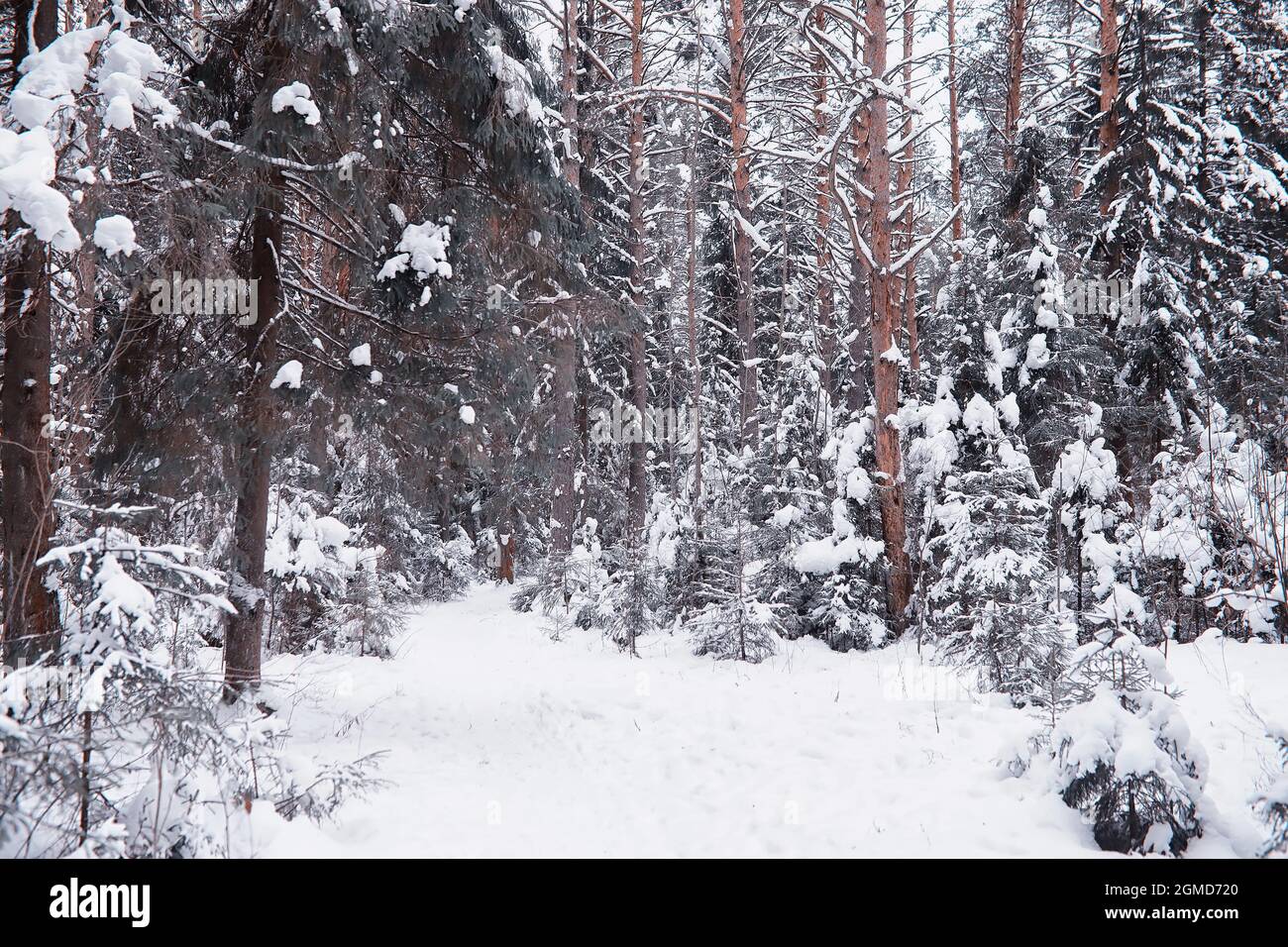 Winter forest landscape. Tall trees under snow cover. January frosty ...