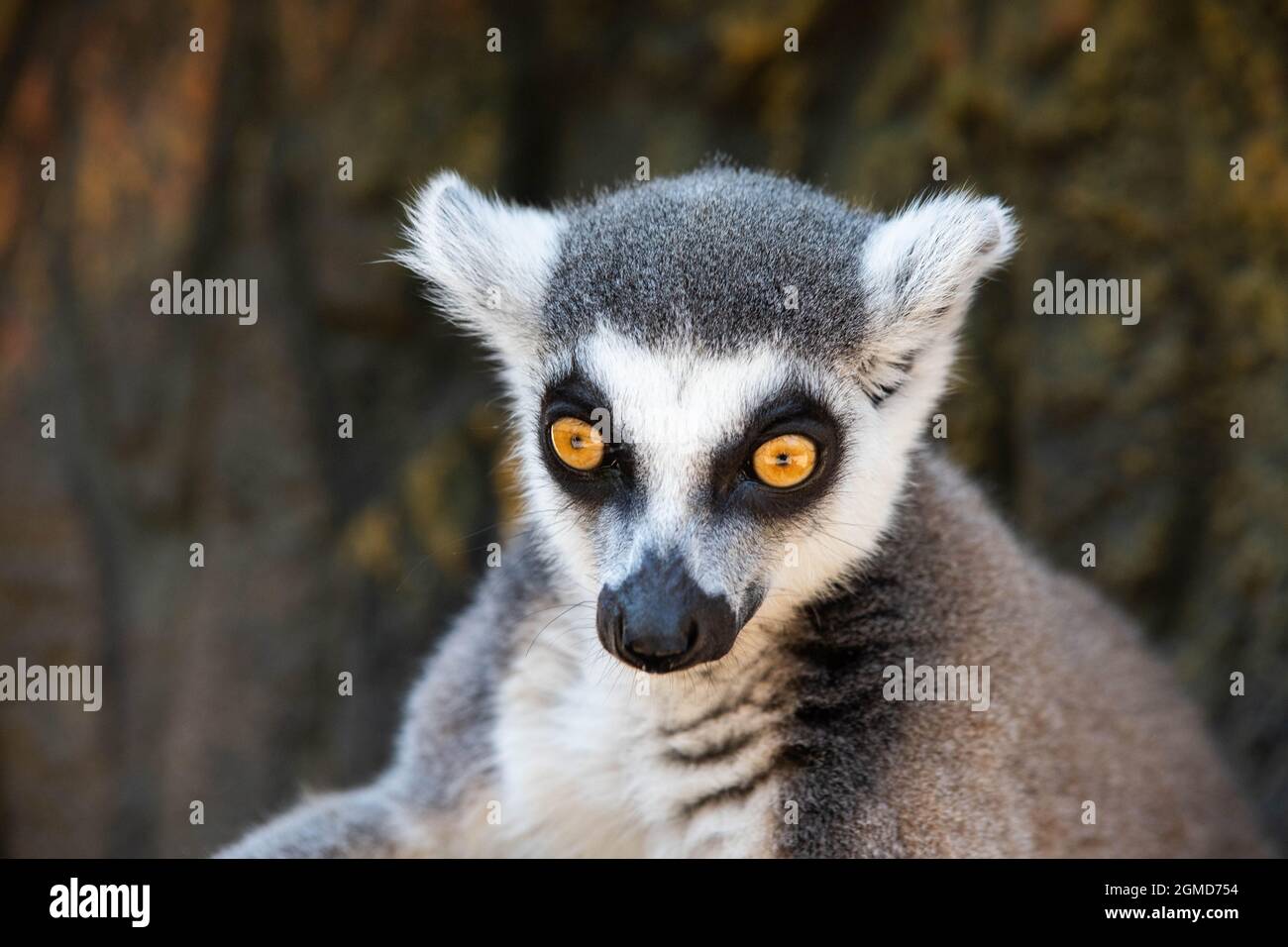 Madagascar lemur with yellow eyes close up Stock Photo - Alamy