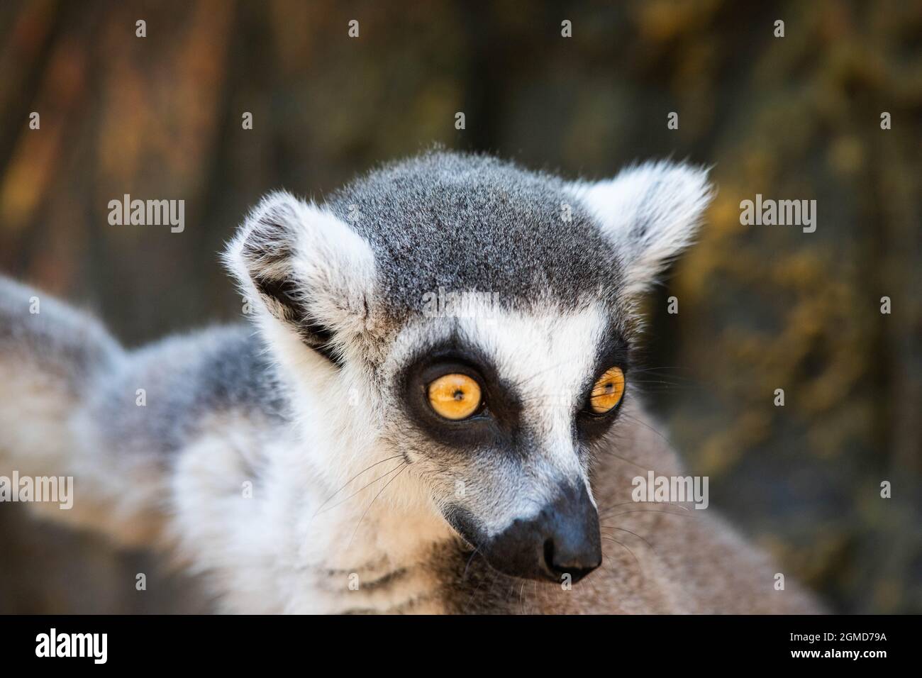Madagascar lemur with yellow eyes close up Stock Photo - Alamy
