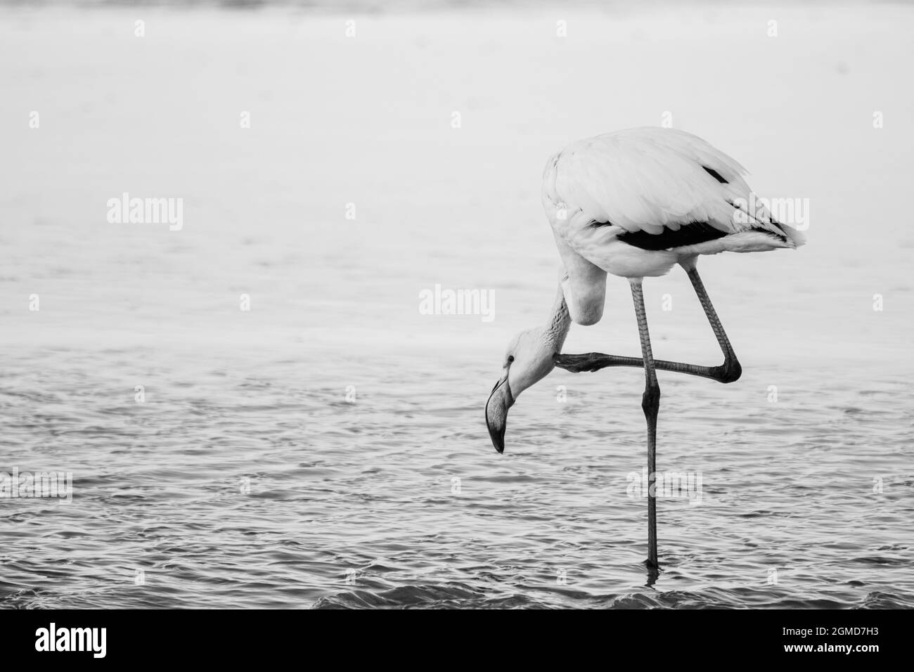Grayscale shot of a beautiful flamingo standing on the beach and ...