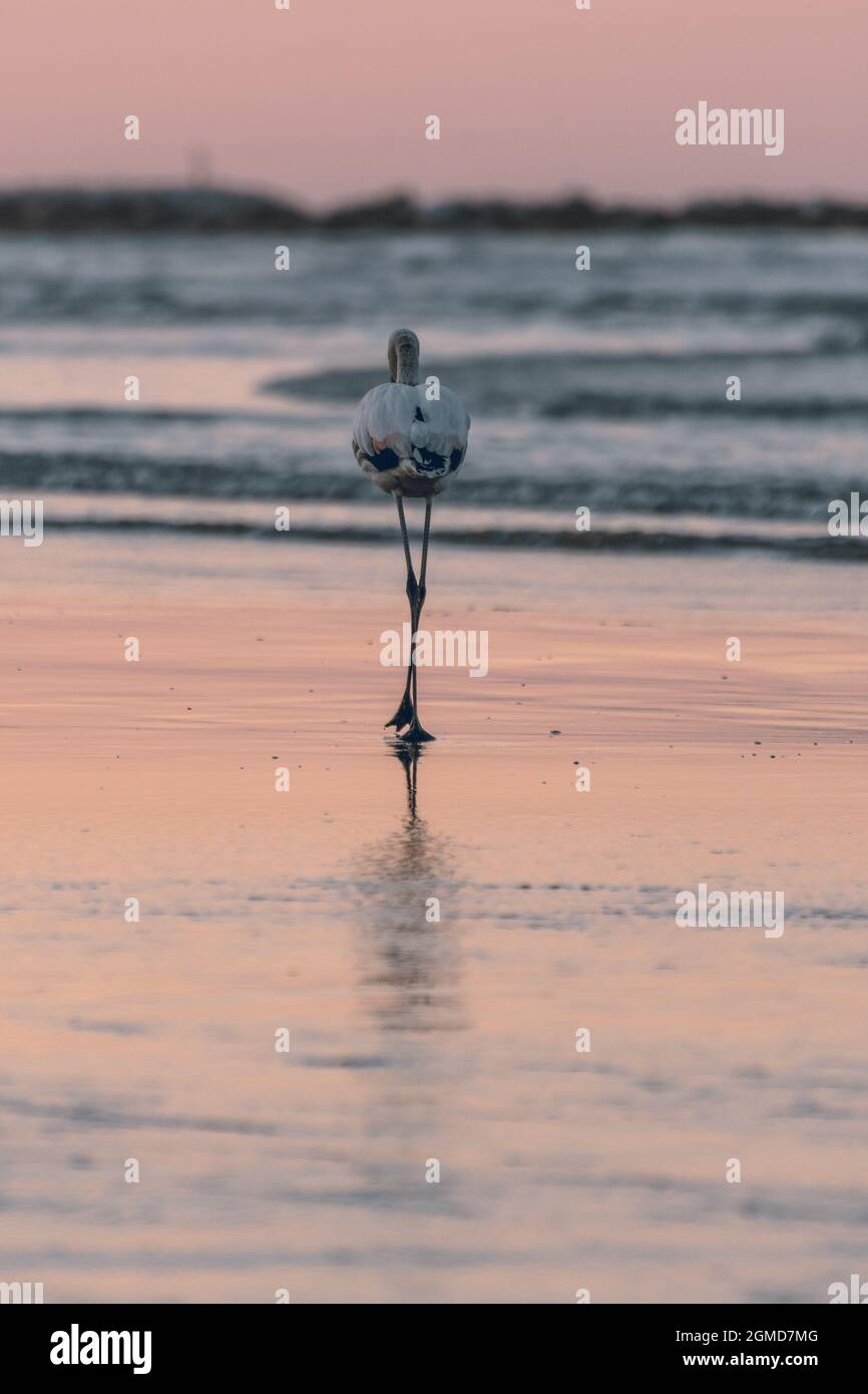 Vertical shot of a flamingo standing on the beach under a clear sky at ...