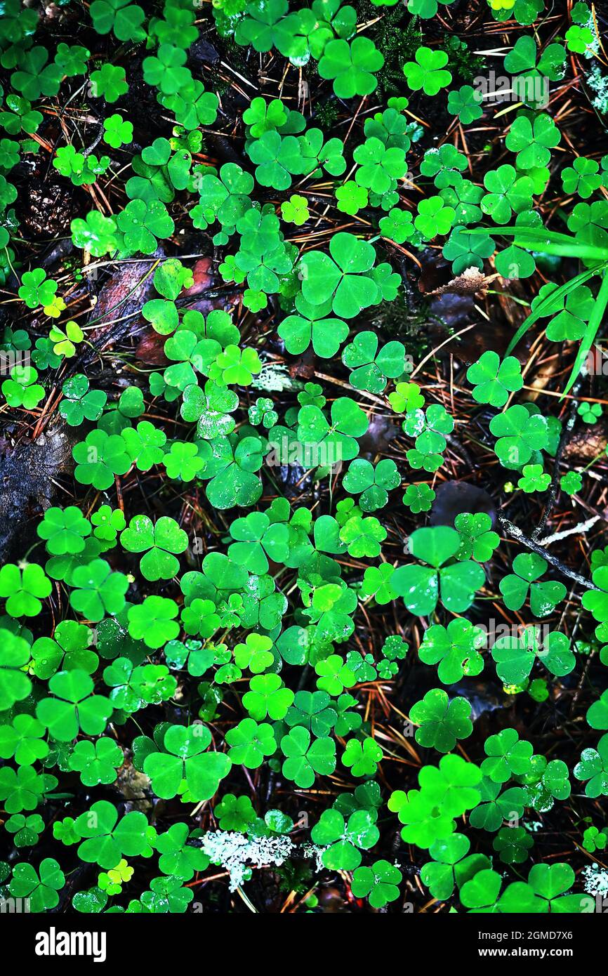 Background from plant clover four leaf. Irish traditional symbol. St ...