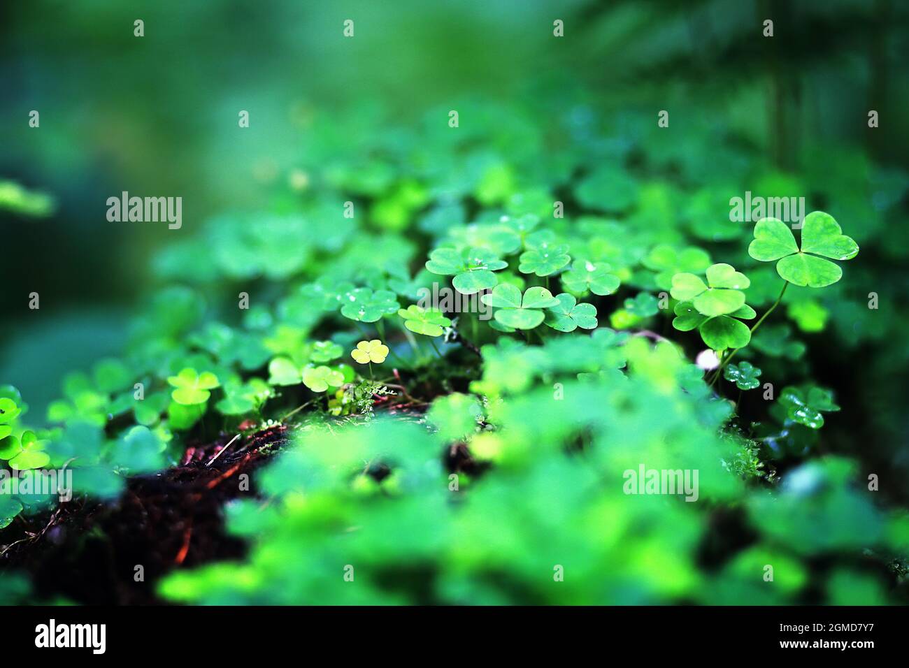 Background from plant clover four leaf. Irish traditional symbol. St ...