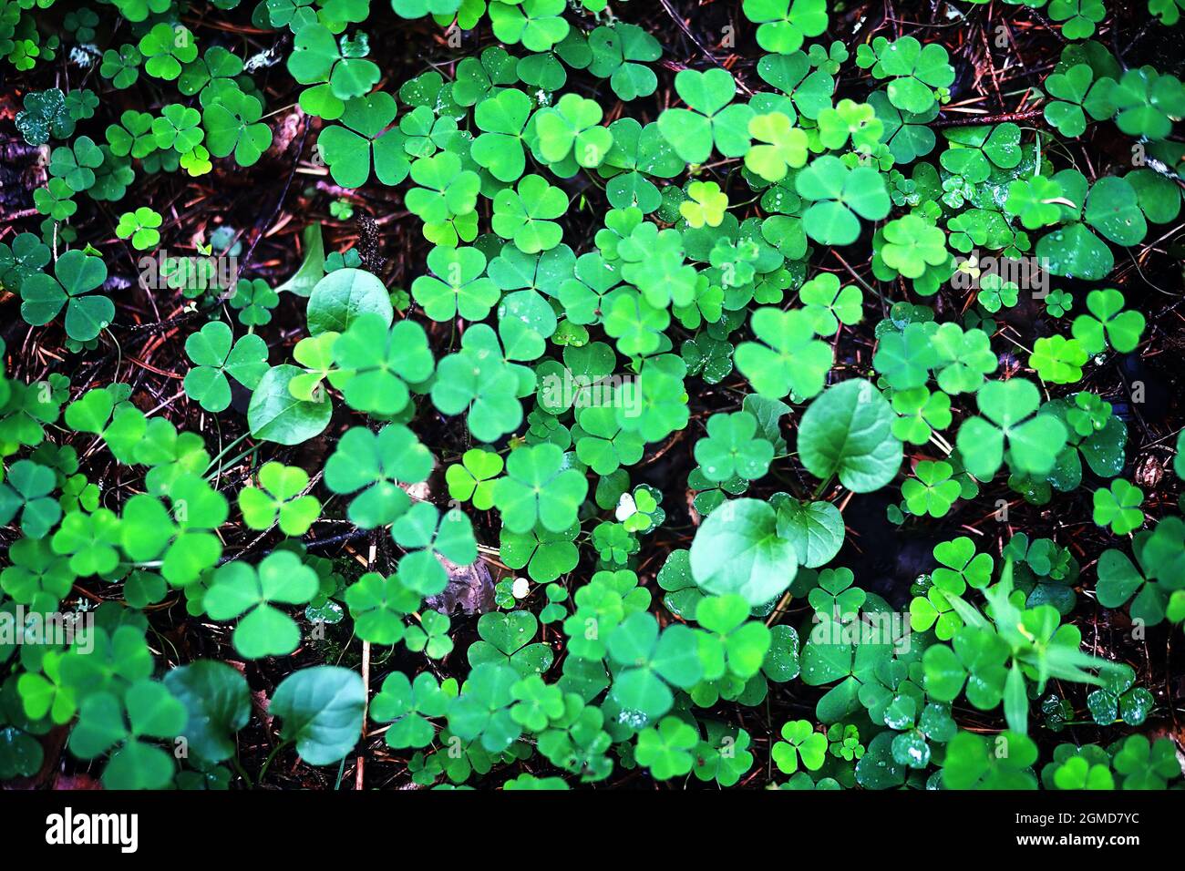 Background from plant clover four leaf. Irish traditional symbol. St ...