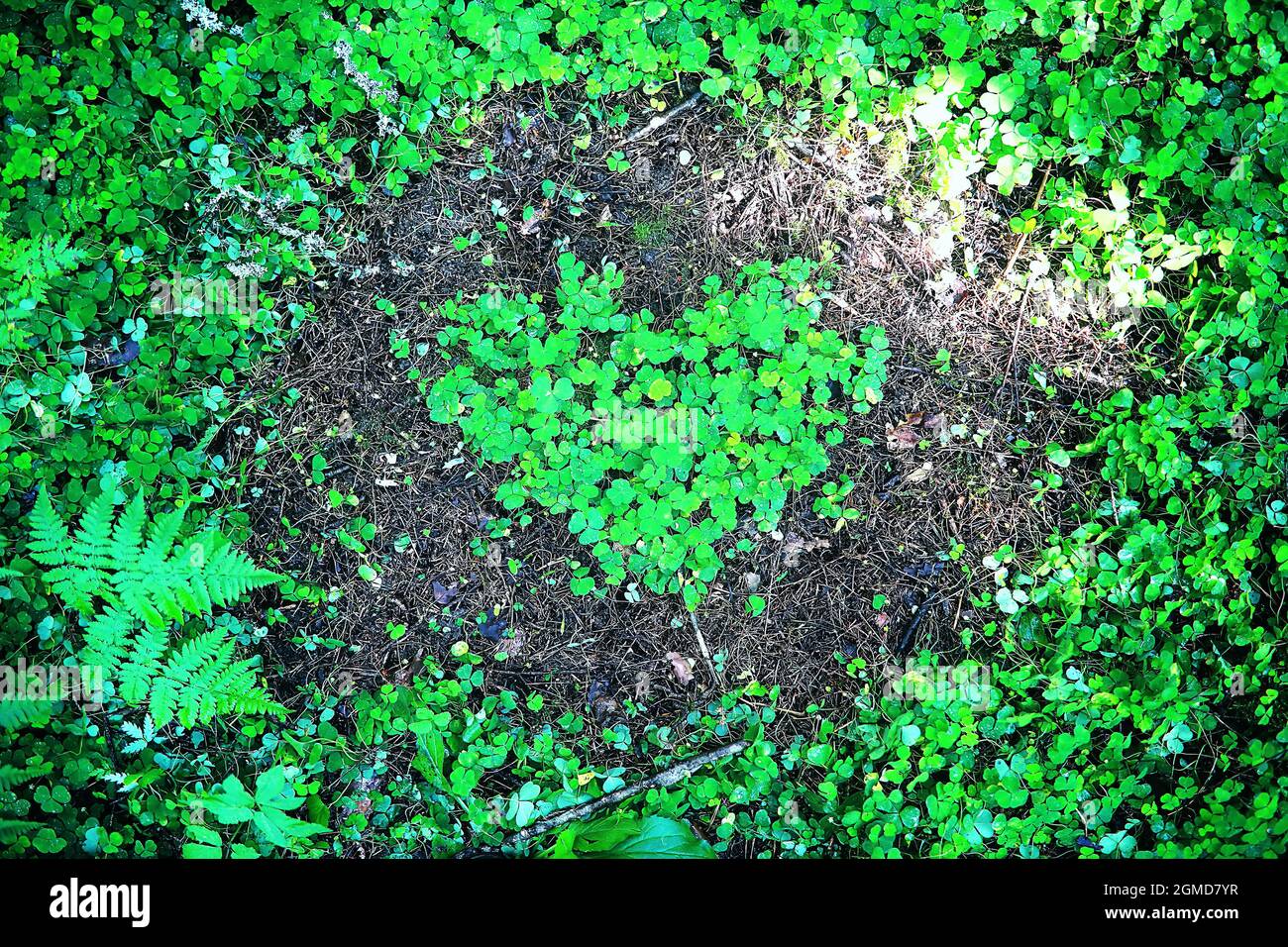 Background from plant clover four leaf. Irish traditional symbol. St ...