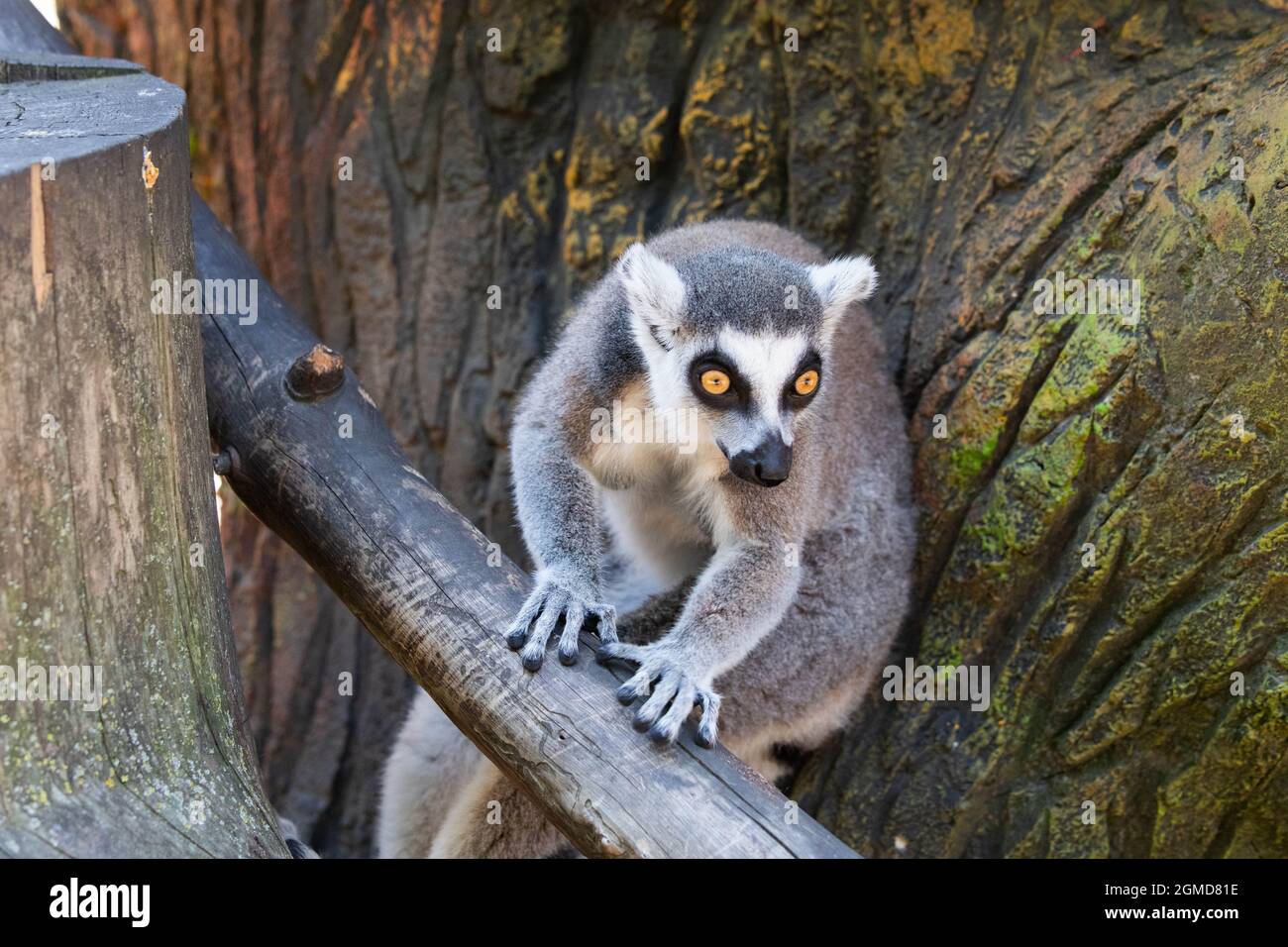 Madagascar lemur with yellow eyes close up Stock Photo - Alamy