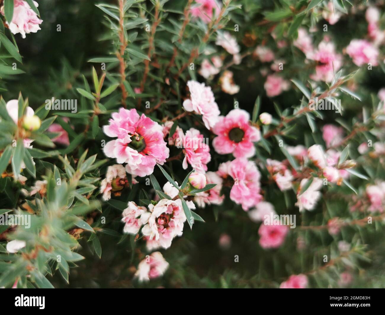 Leptospermum flowers hi-res stock photography and images - Alamy