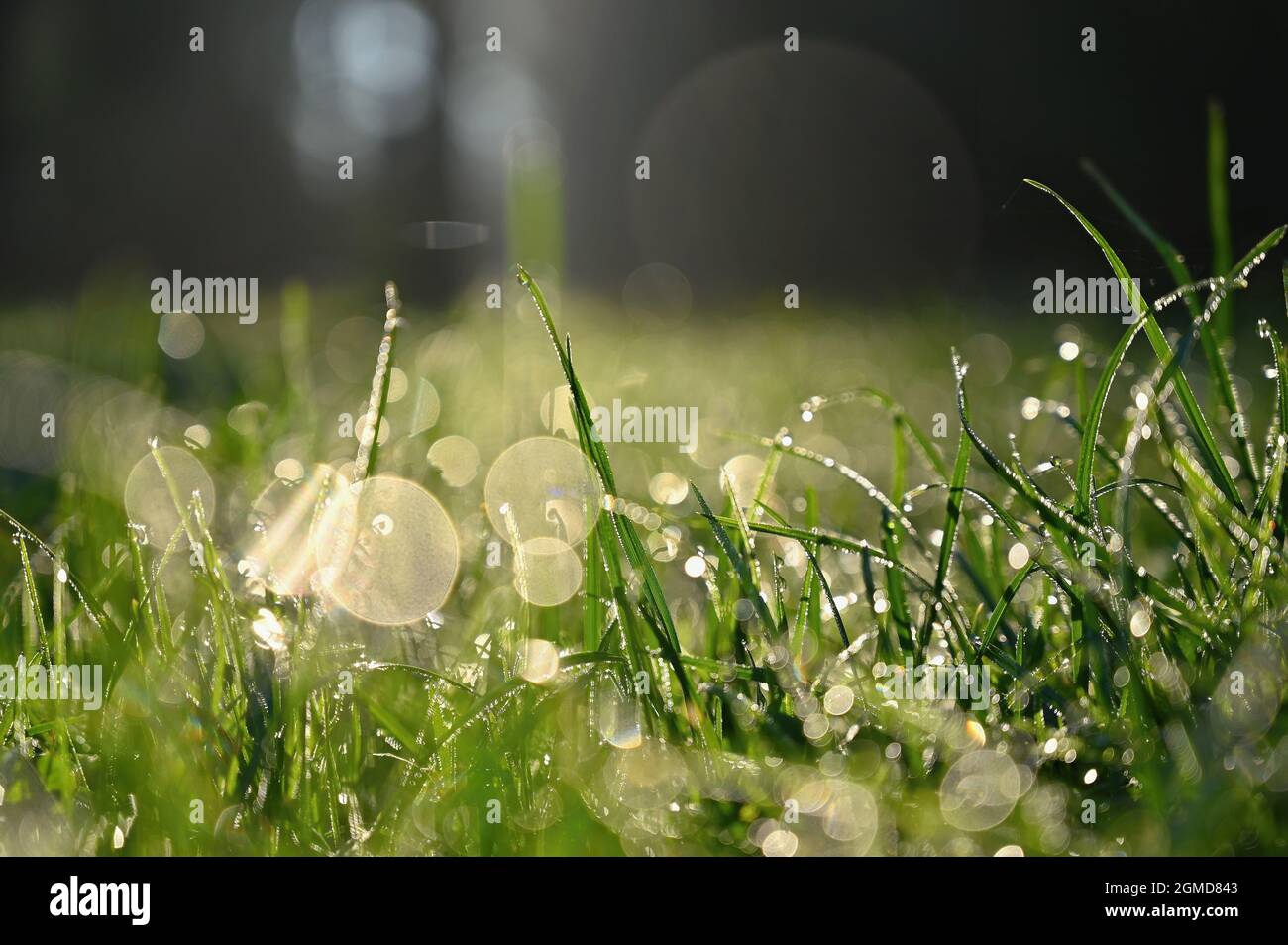 Beautiful nature background with grass and morning dew. Sunbeams of the ...