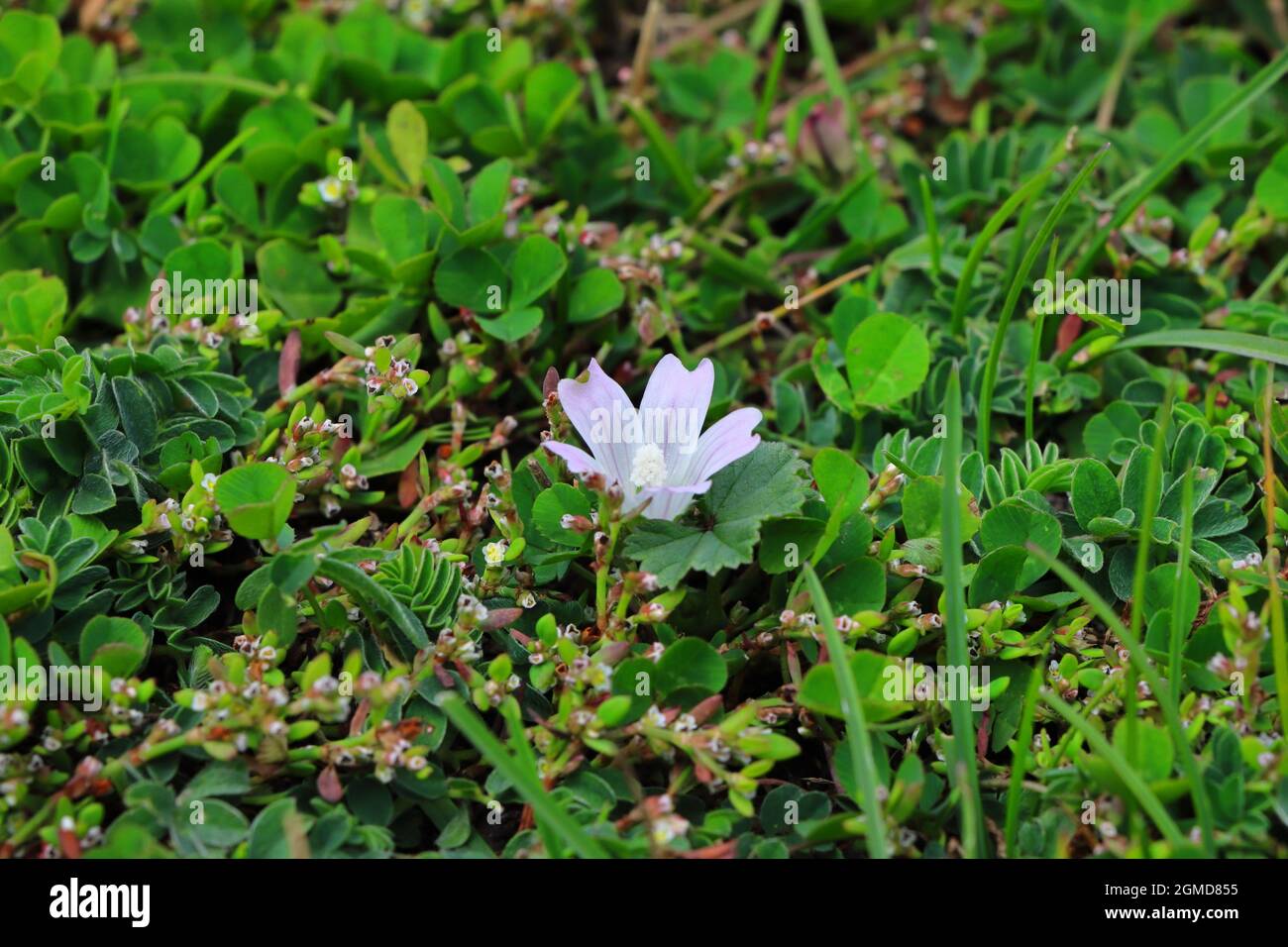 White musk mallow close up hi-res stock photography and images - Alamy