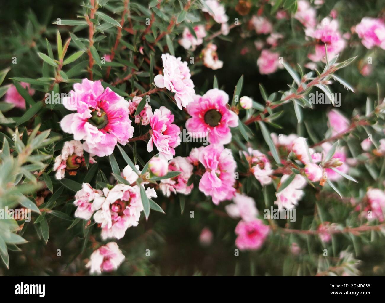 Manuka bush hi-res stock photography and images - Alamy