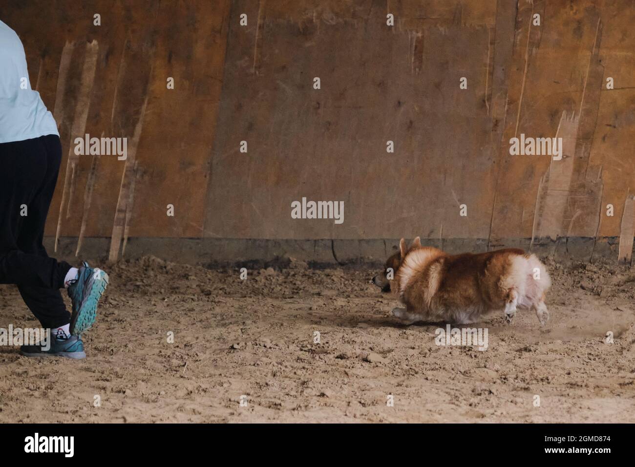 Agility competitions, sports with dog. Welsh corgi Pembroke red color ...