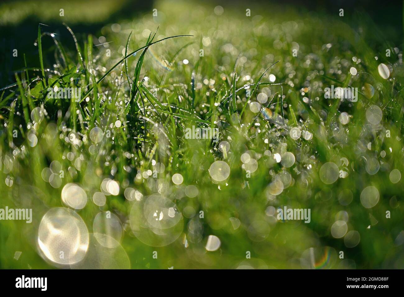 Beautiful Nature Background With Grass And Morning Dew Sunbeams Of The