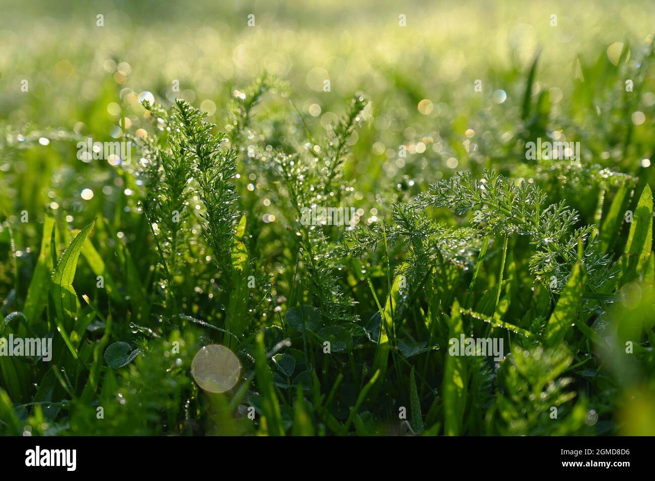 Beautiful Nature Background With Grass And Morning Dew Sunbeams Of The