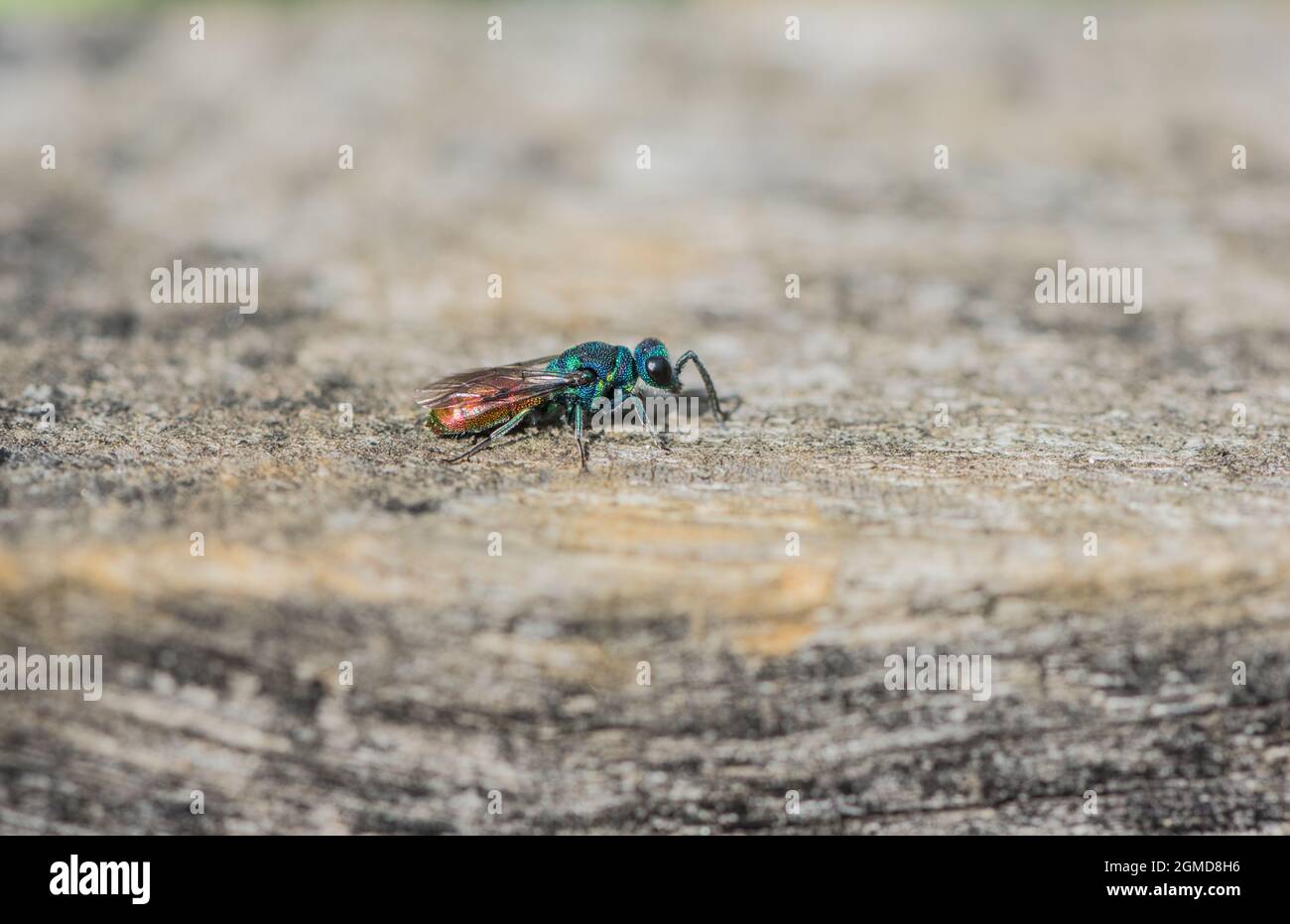 Ruby-tailed Wasp (Chrysis sp Stock Photo - Alamy