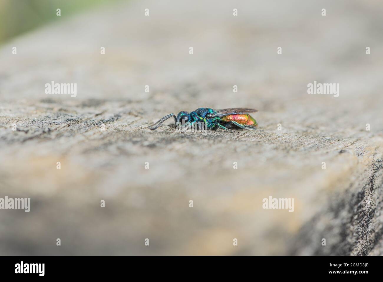 Ruby-tailed Wasp (Chrysis sp Stock Photo - Alamy