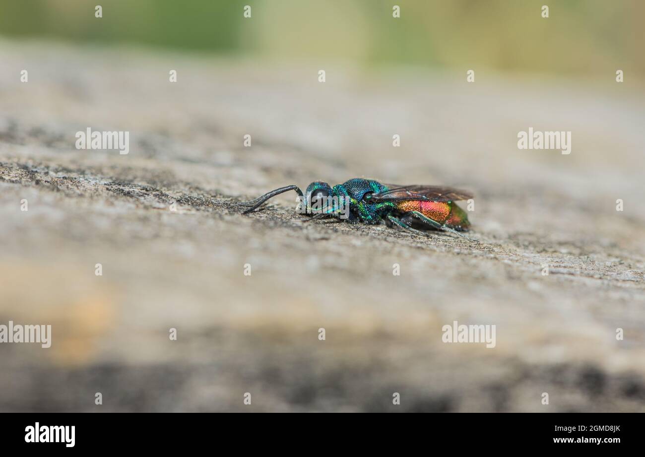 Ruby-tailed Wasp (Chrysis sp Stock Photo - Alamy