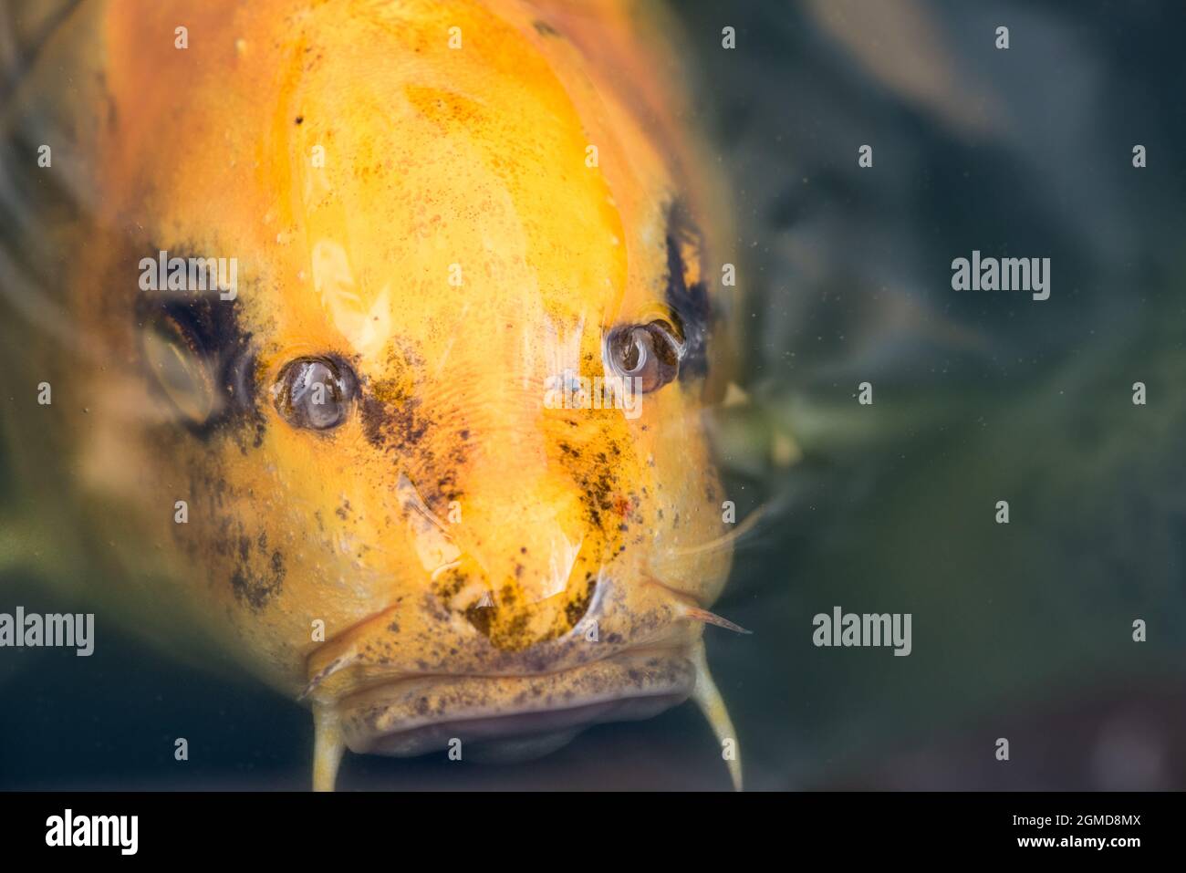 Carp underwater uk hi-res stock photography and images - Alamy