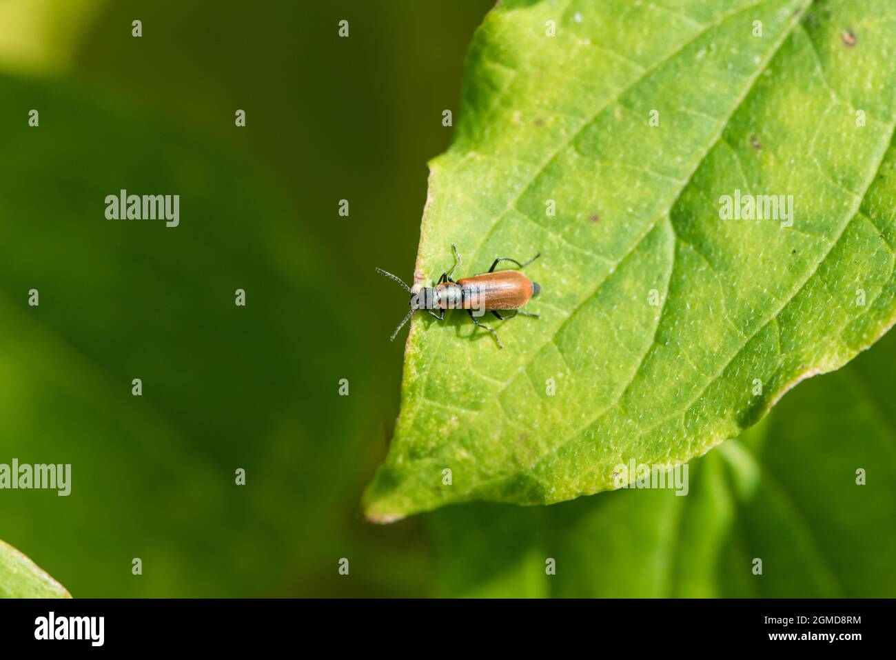 Red Malachite Beetle (Anthocomus rufus Stock Photo - Alamy