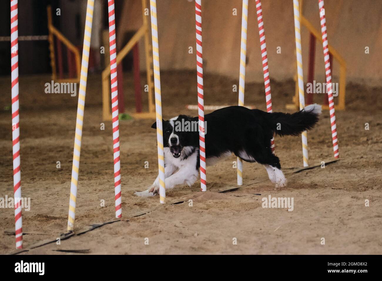 Agility competitions, sports with dog. Future winner and champion ...