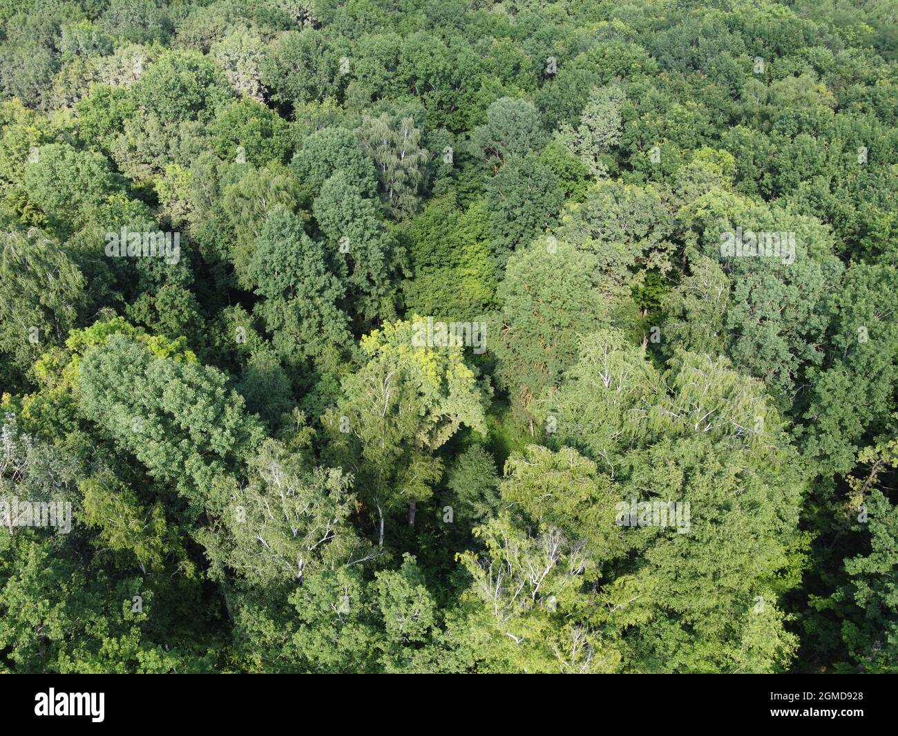 Beautiful dense forest, top view. The tops of a variety of trees Stock ...