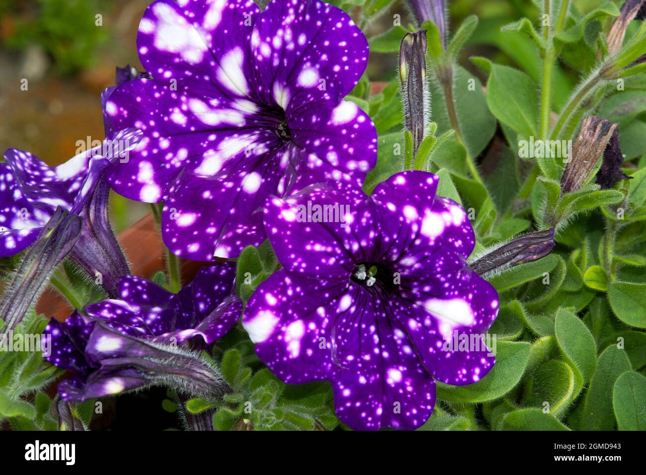 Two surfinia flowers. Flower petals are like the starry night sky Stock ...