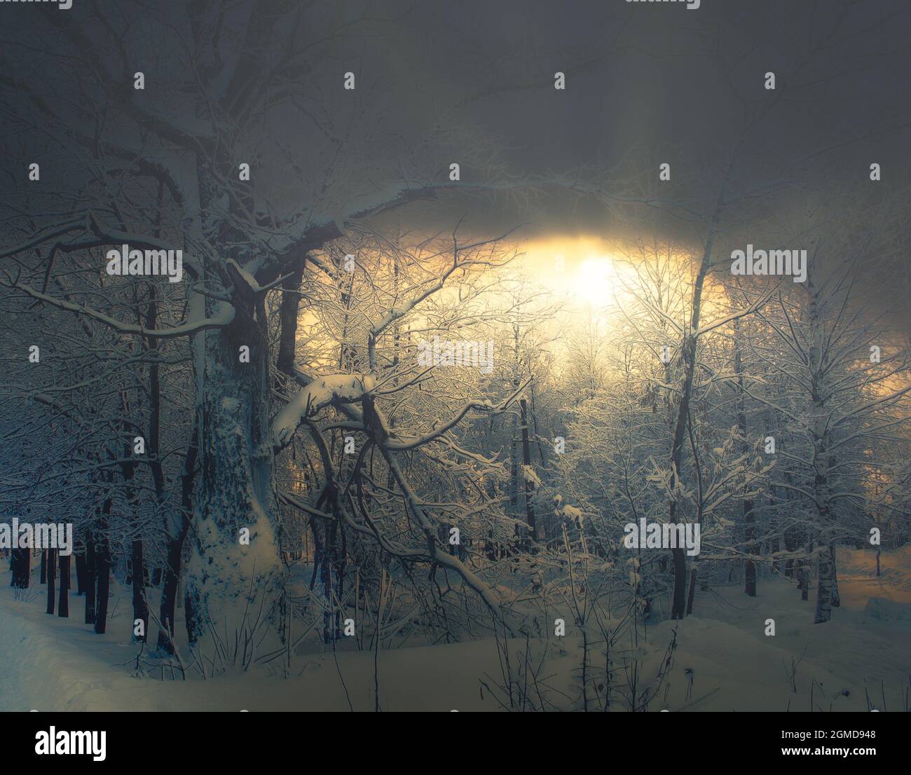 Evening winter landscape early morning park beautiful lighting Stock ...