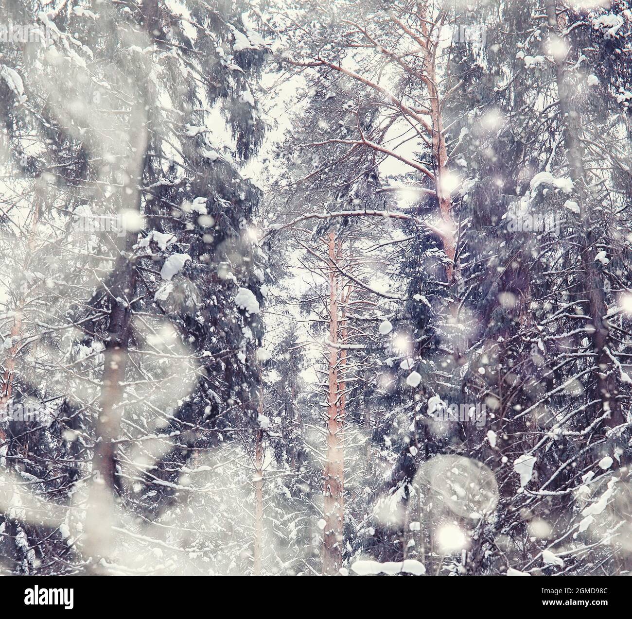 Winter forest landscape. Tall trees under snow cover. January frosty ...