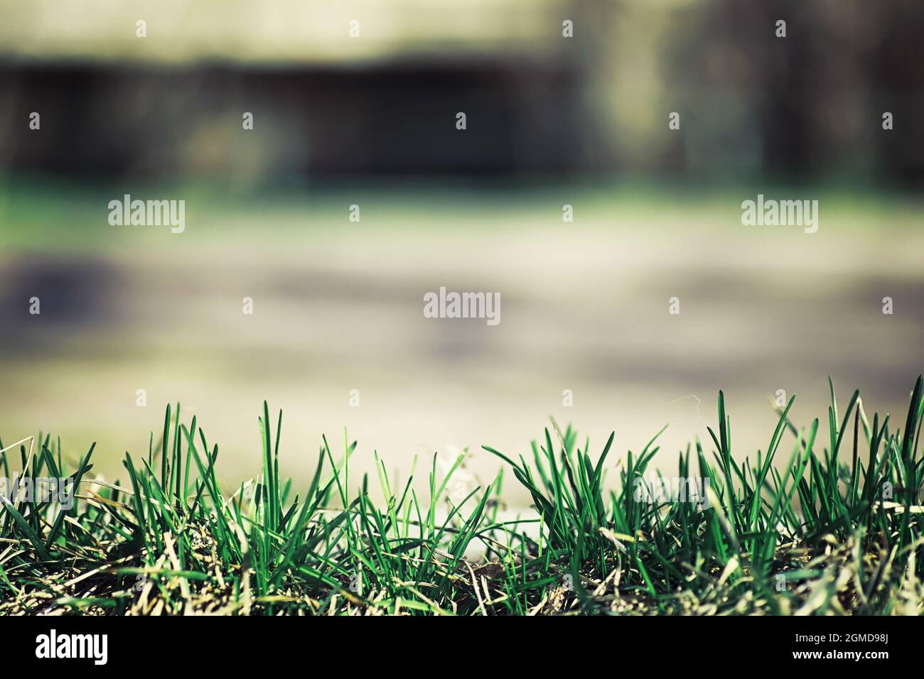 Bright spring greens at dawn in the forest. Nature comes to life in ...