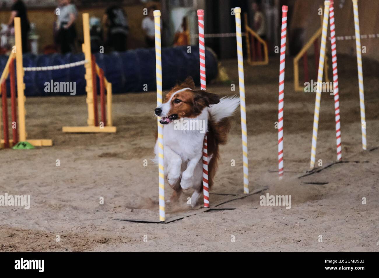 Agility competitions, sports with dog. Future winner and champion ...