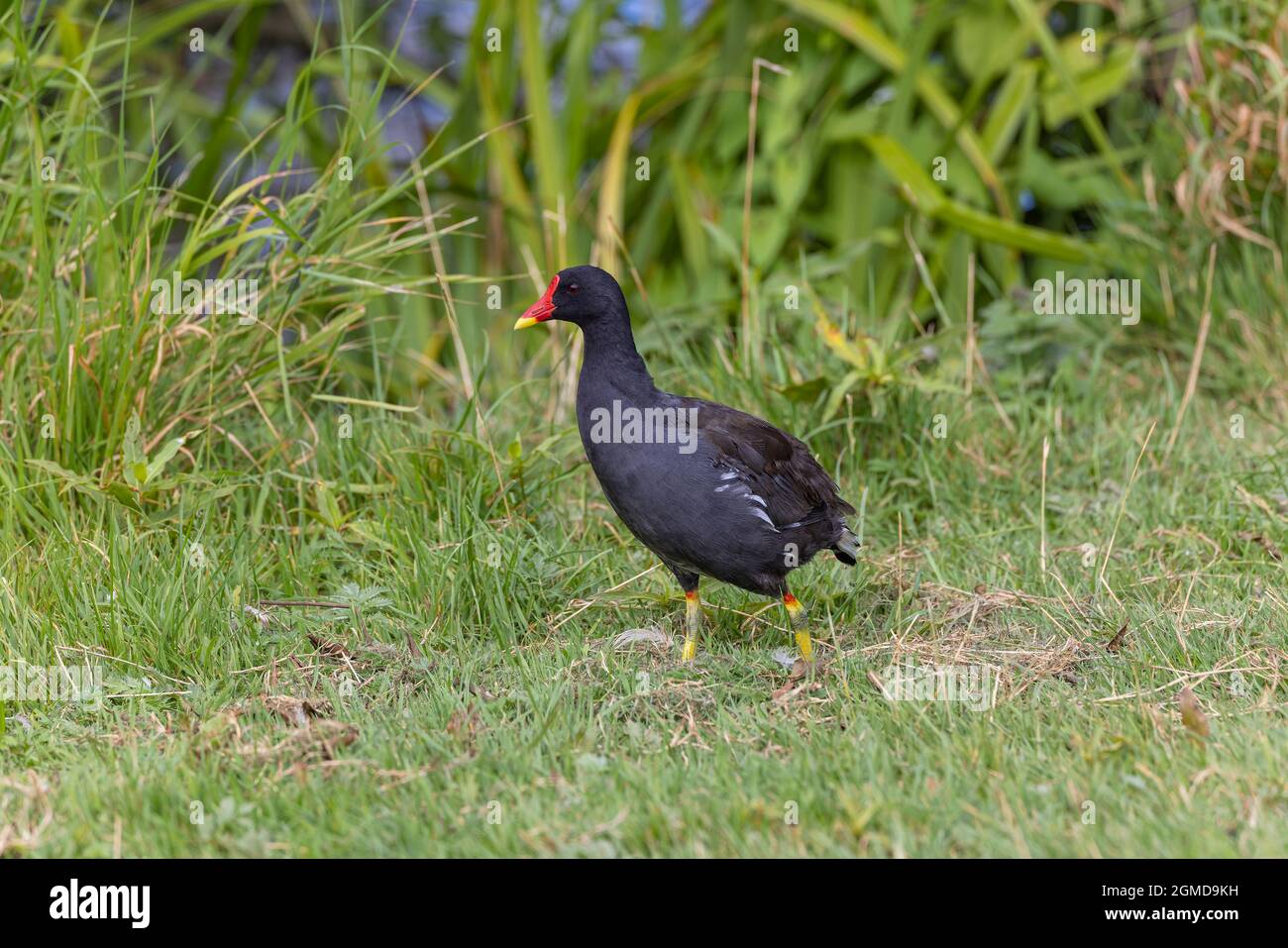 Nice moorhen hi-res stock photography and images - Alamy