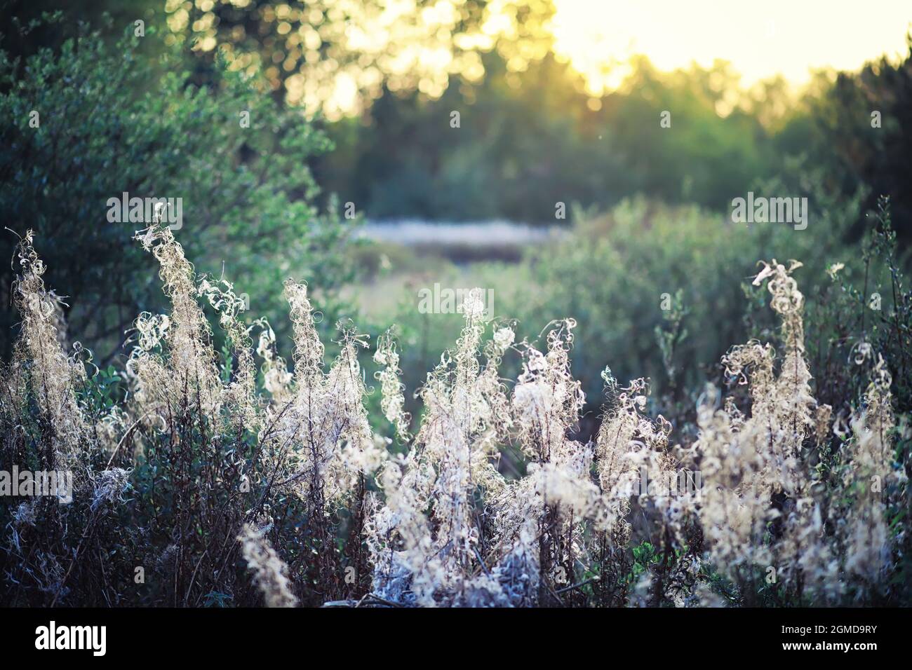 Bright spring greens at dawn in the forest. Nature comes to life in ...