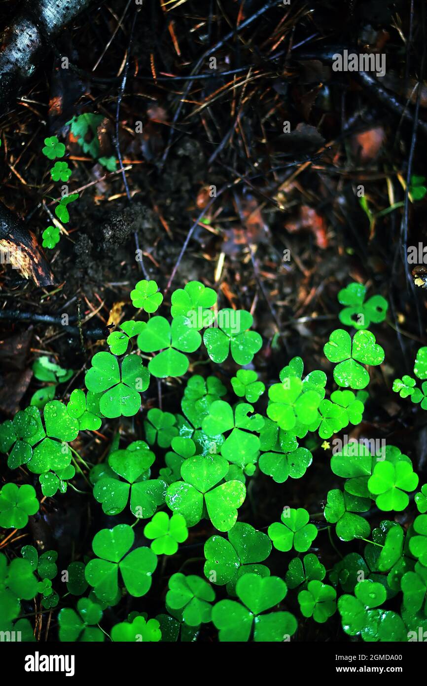 Background from plant clover four leaf. Irish traditional symbol. St ...