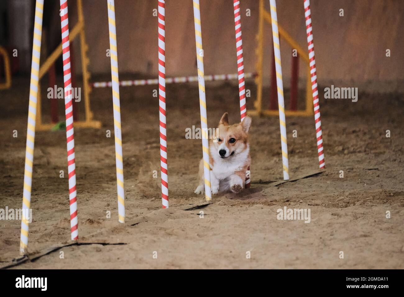Agility competitions, sports with dog. Future winner and champion. Red ...