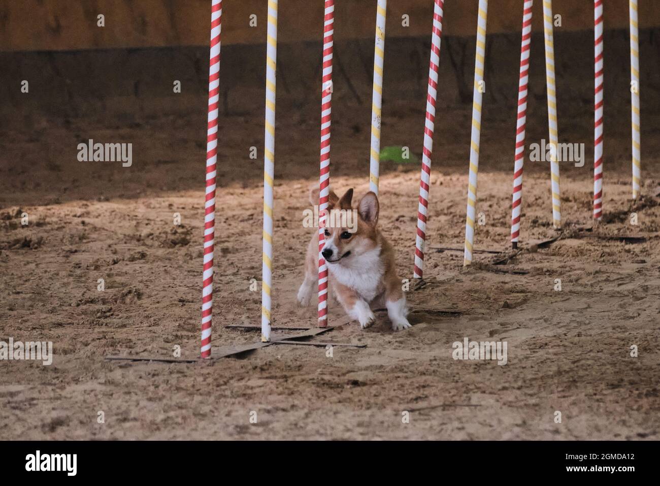 Agility competitions, sports with dog. Future winner and champion. Red ...
