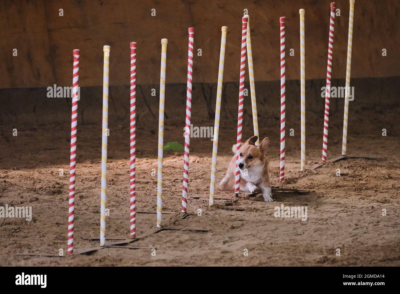 Agility competitions, sports with dog. Future winner and champion. Red ...