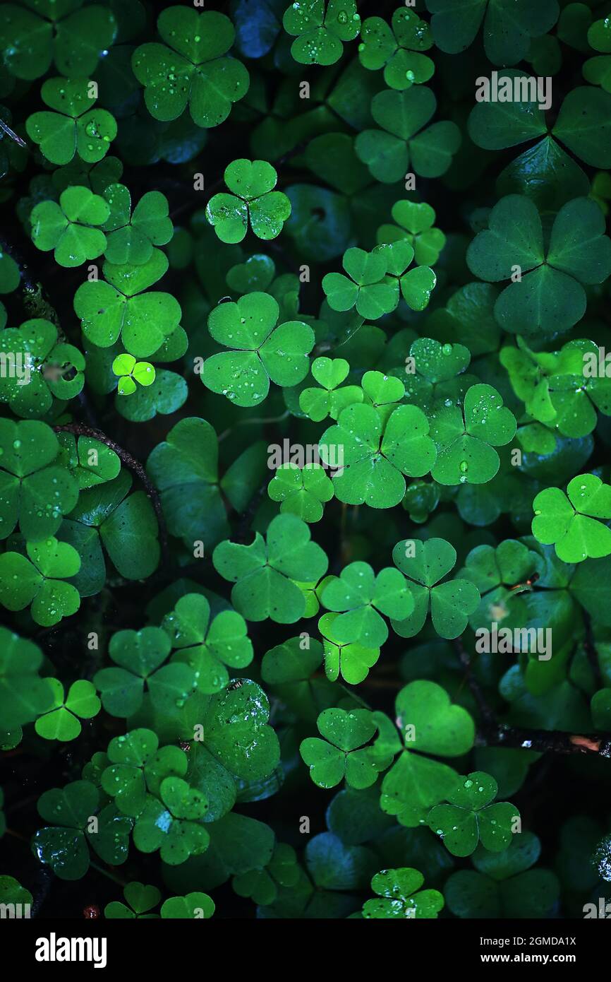 Background from plant clover four leaf. Irish traditional symbol. St ...
