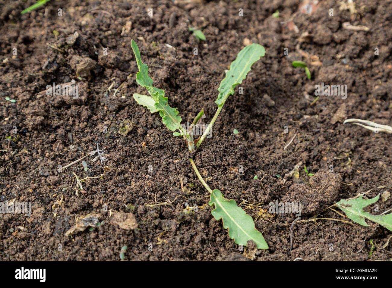 Horse sorrel weed in the garden. Rumex confertus leaf rosette Stock ...