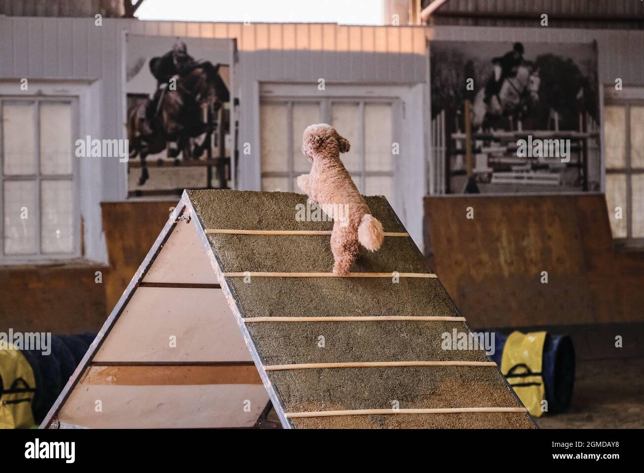 Agility competitions, sports competitions with dog. Future winner and ...