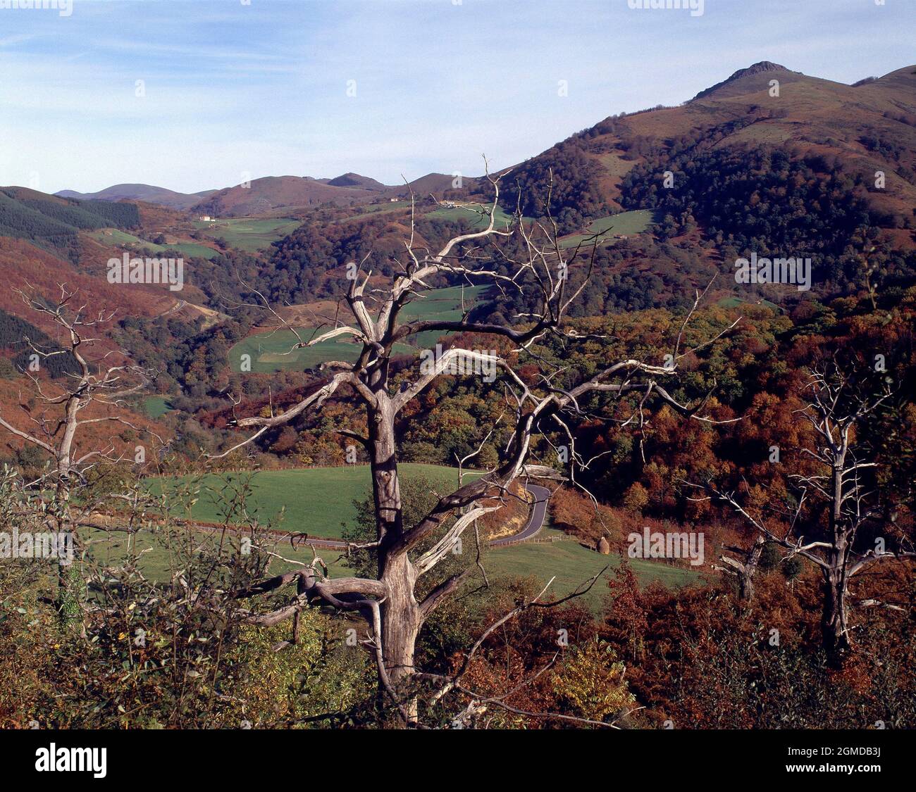 Arbol seco hi-res stock photography and images - Alamy