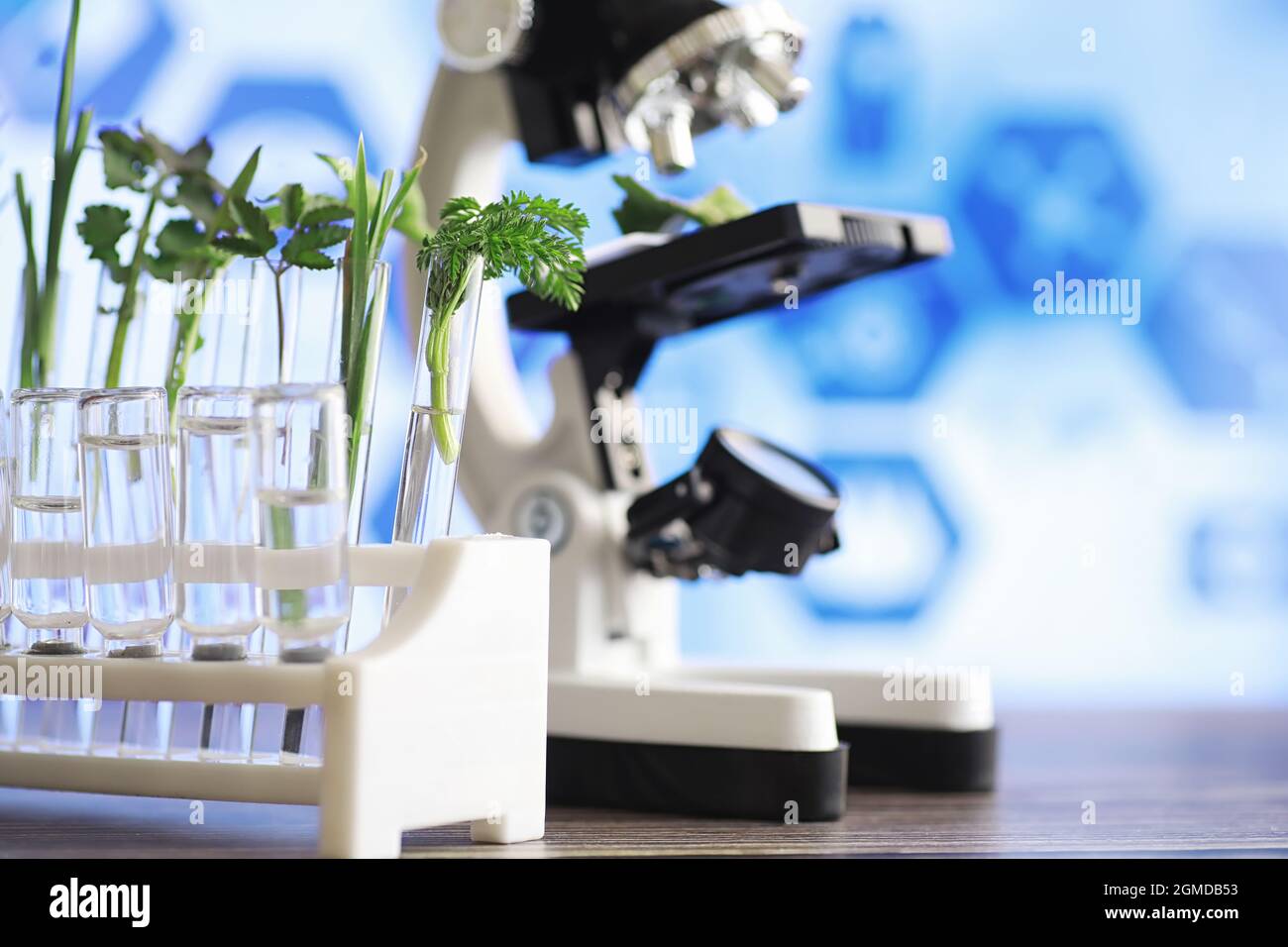 Microscope and partings on the table in the laboratory. Study on GMOs ...