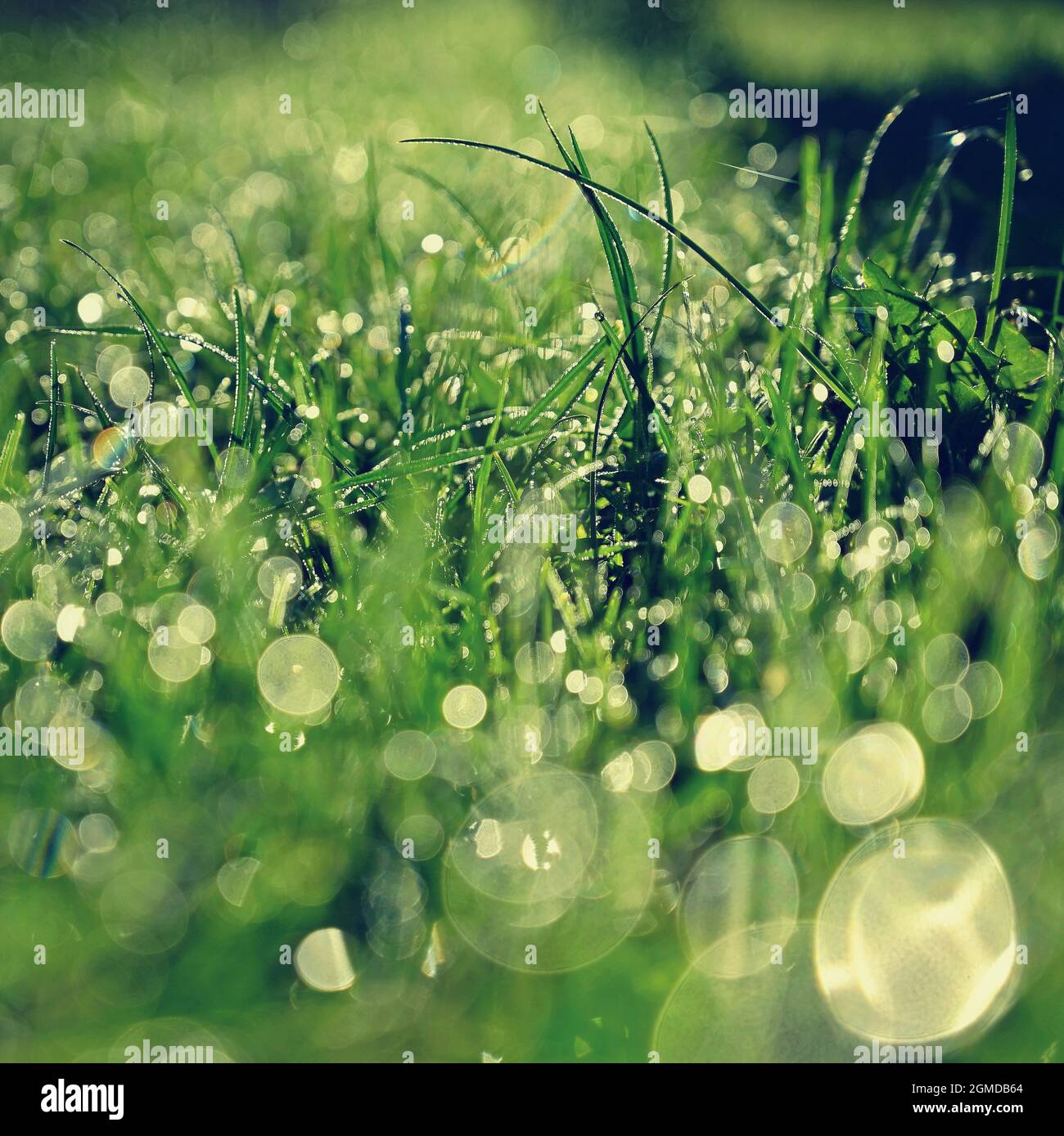 Beautiful nature background with grass and morning dew. Sunbeams of the ...