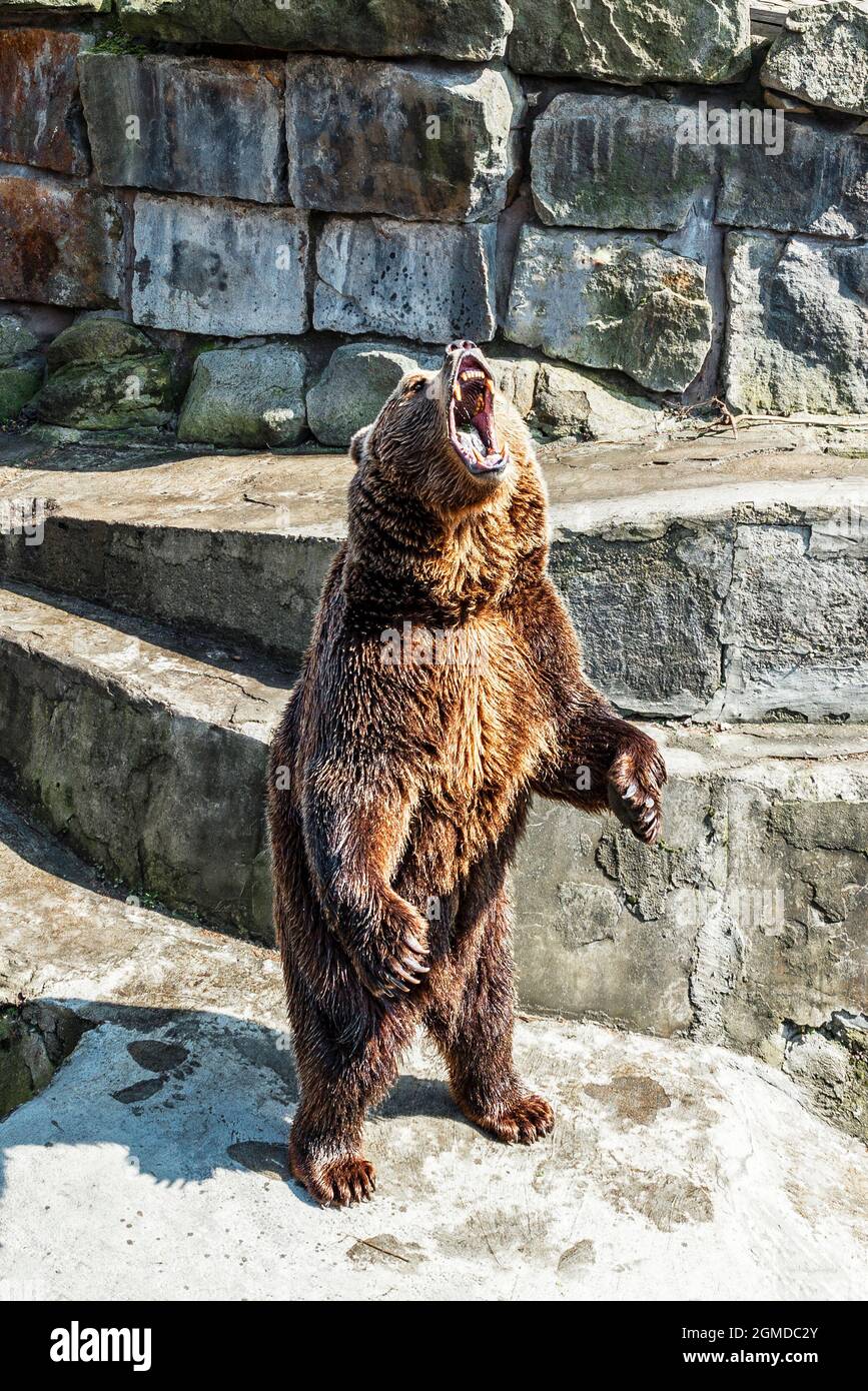 Bear Standing Up Angry
