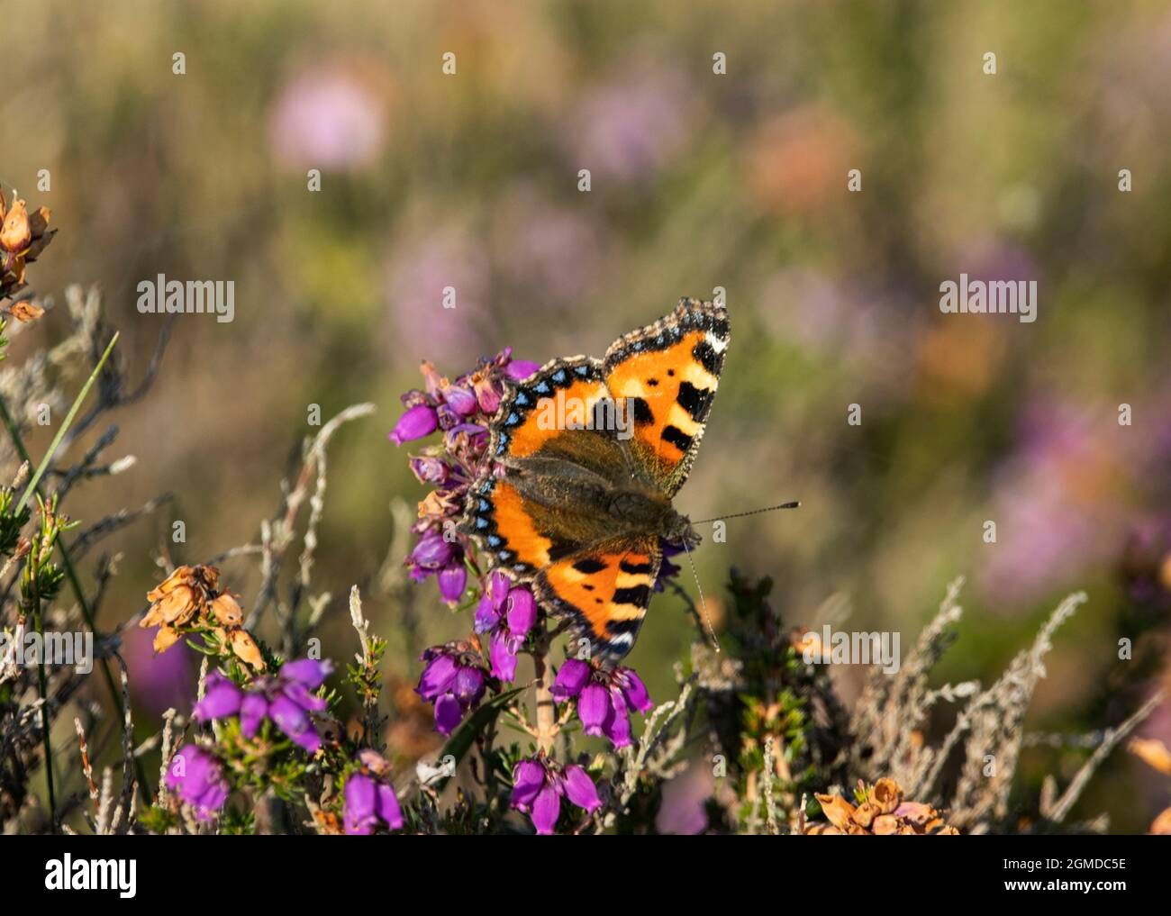 Butterfly caterpillar exoskeleton hi-res stock photography and images ...