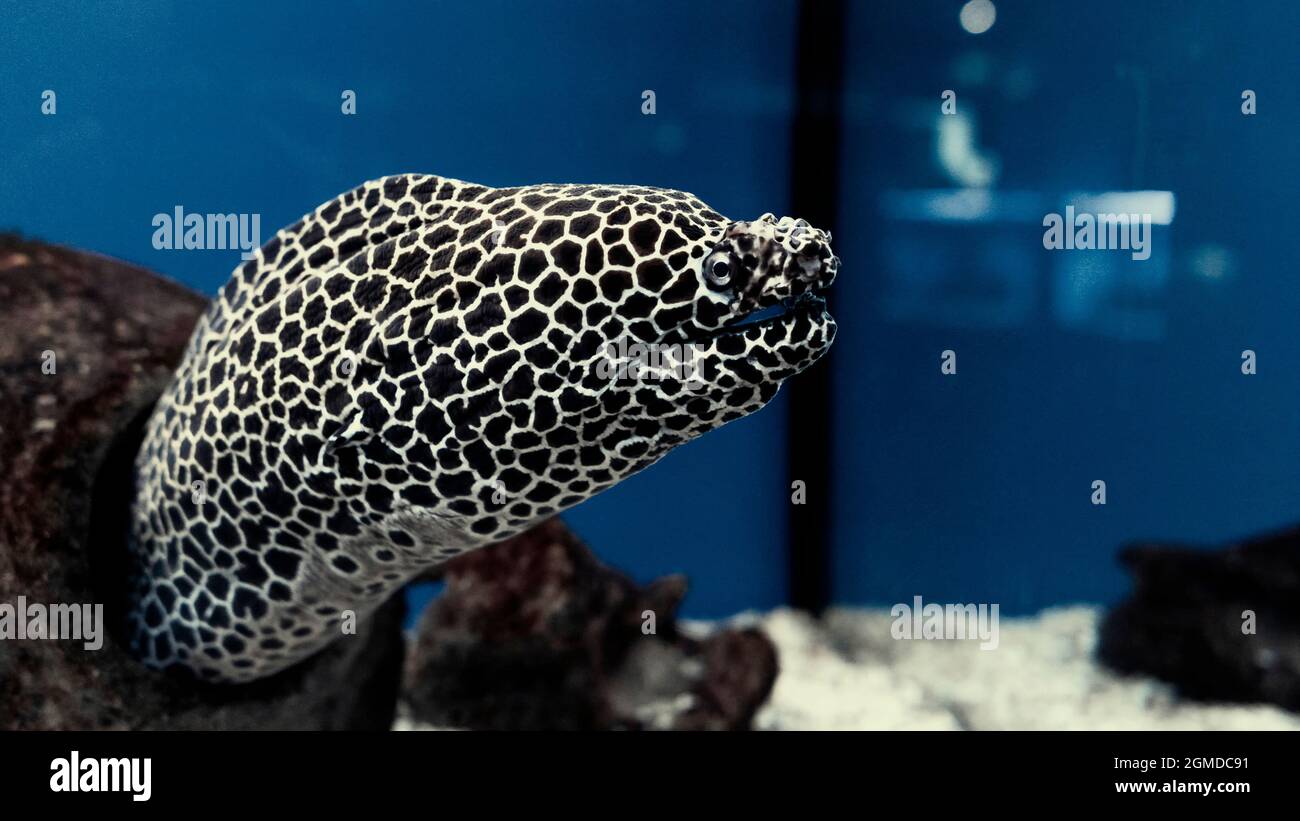 Gymnothorax favagineus or laced moray fish swimming out of its hiding ...