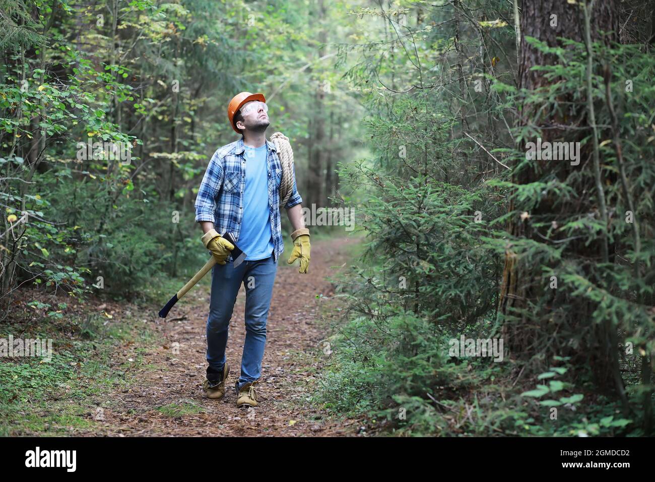 Male lumberjack in the forest. Professional woodcutter inspects trees ...