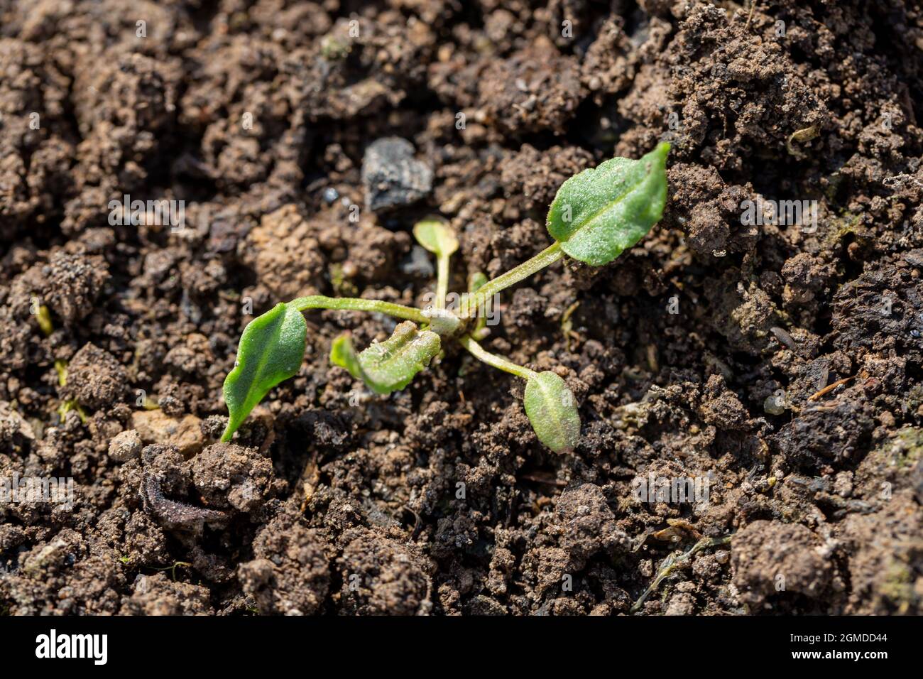 Horse sorrel weed in the garden. Rumex confertus leaf rosette Stock ...